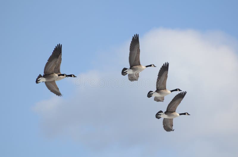 Canada Goose Flying in the Sky Stock Image - Image of high, life: 91392921