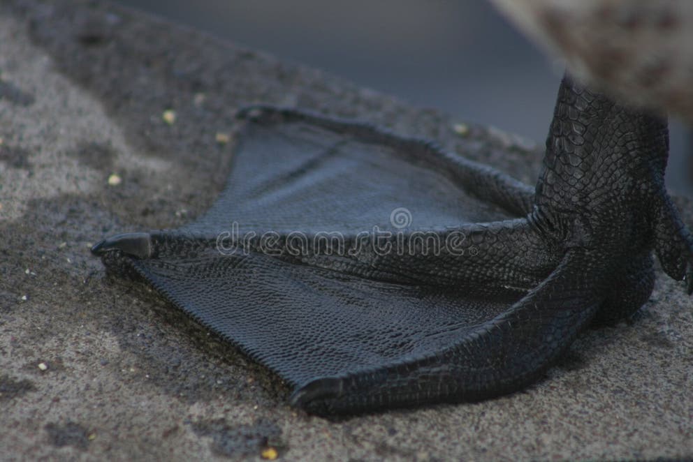 Canada Goose Foot stock image. Image of wildlife, webfoot - 8743767