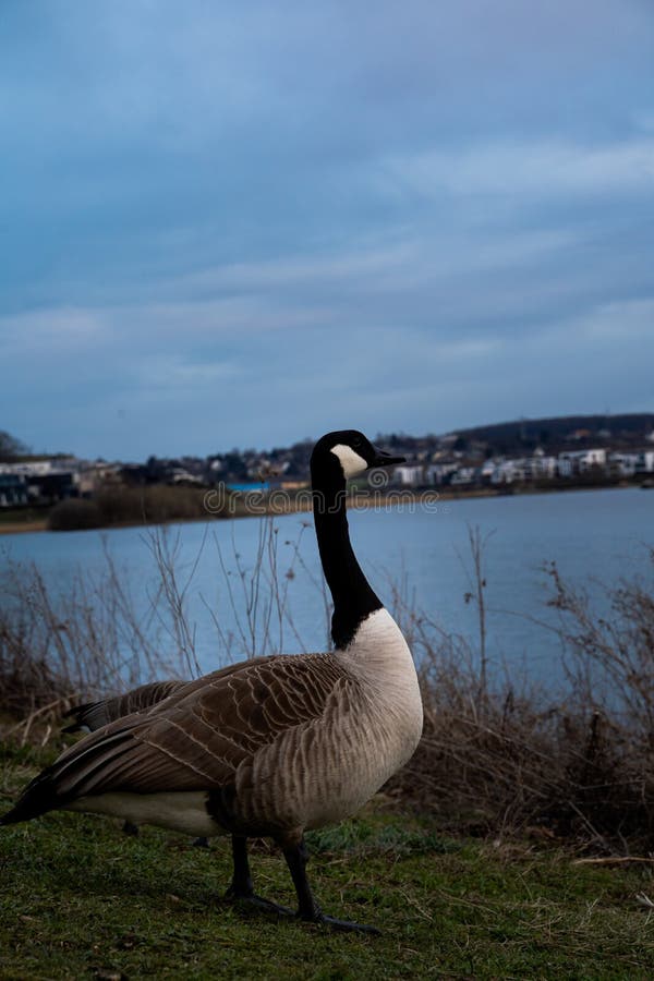 A Canada Goose in Front of a Lake Stock Photo - Image of animal, canada ...