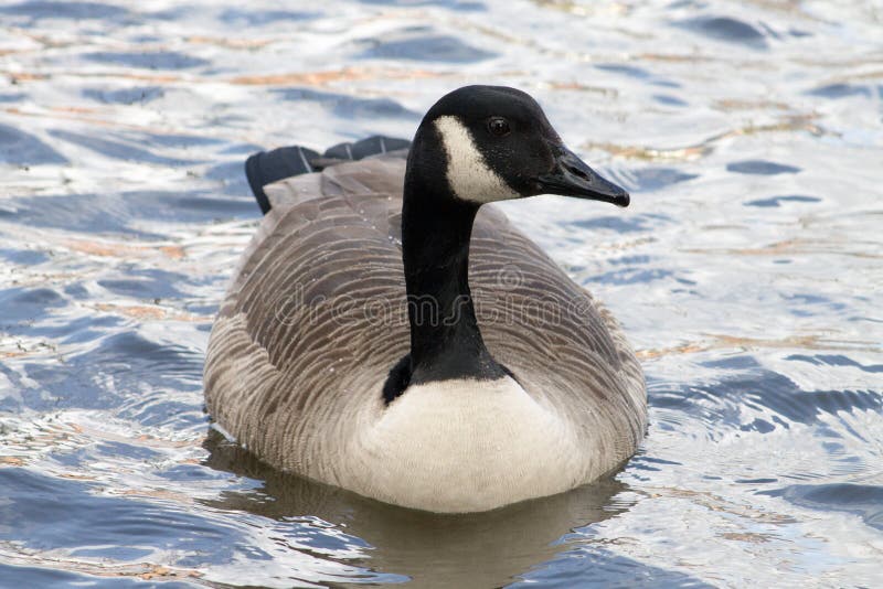 Canada Goose stock image. Image of cute, agile, canada - 38816995