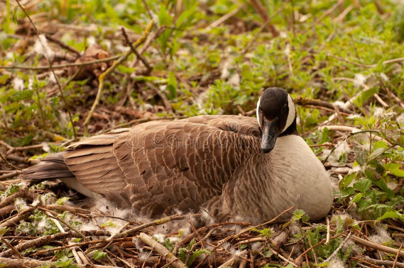 Canada Goose Gander Sitting on a Nest in a Park Stock Photo - Image of ...