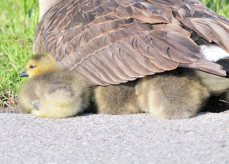 Baby Goslings Under Wing Canada Goose Stock Photos - Free & Royalty ...