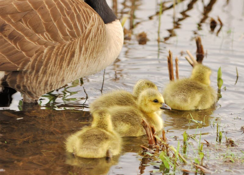 Canada Goose Goslings stock image. Image of color, goose - 19386585