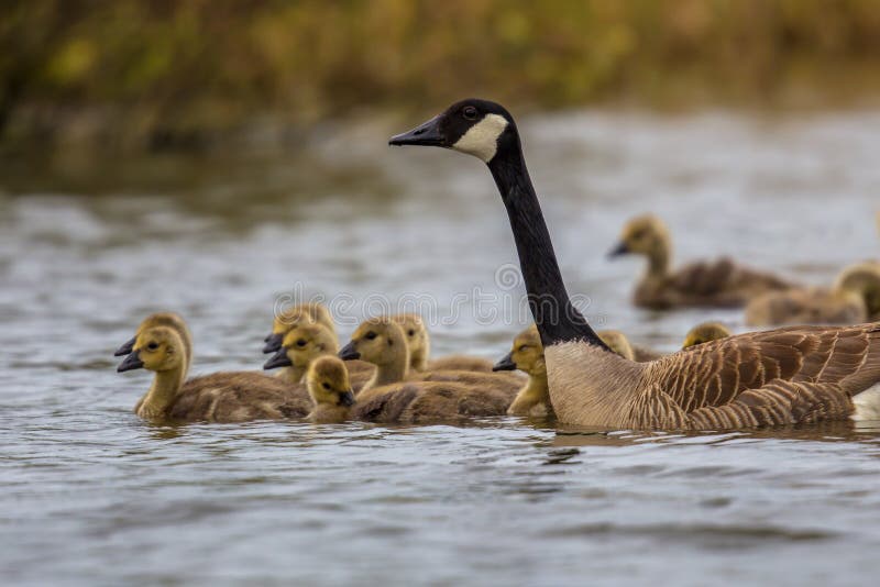Canada Goose Guarding Chicks Stock Photo - Image of europe, geese ...