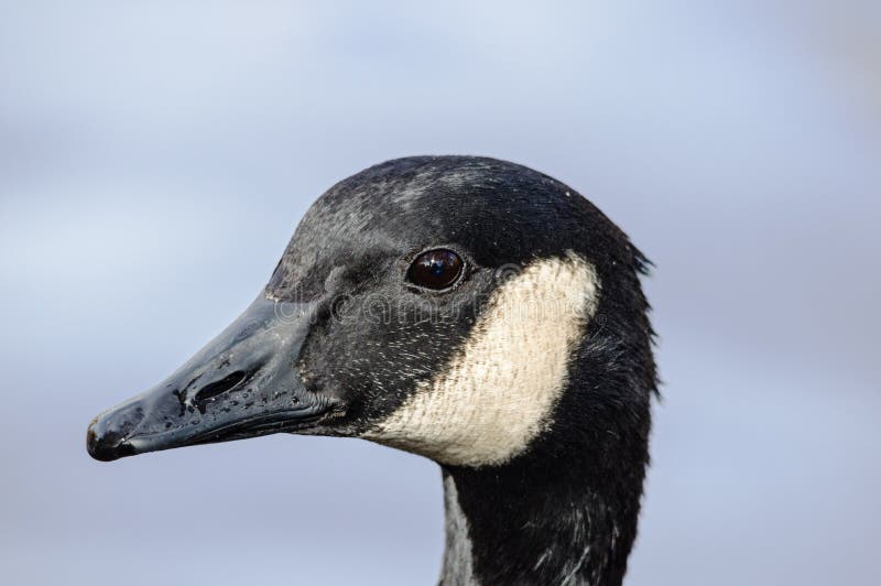 Canada Goose Head stock image. Image of canadensis, branta - 47145809