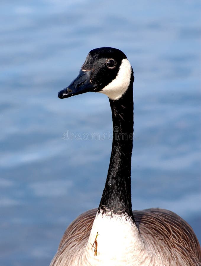 Canada goose head close-up stock image. Image of water - 13382719