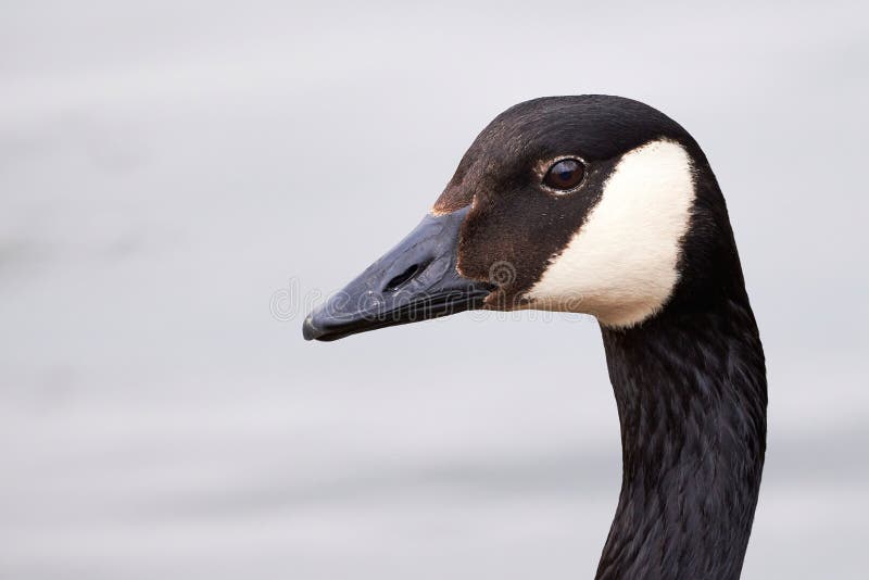 Canada Goose head close-up stock photo. Image of closeup - 267219520