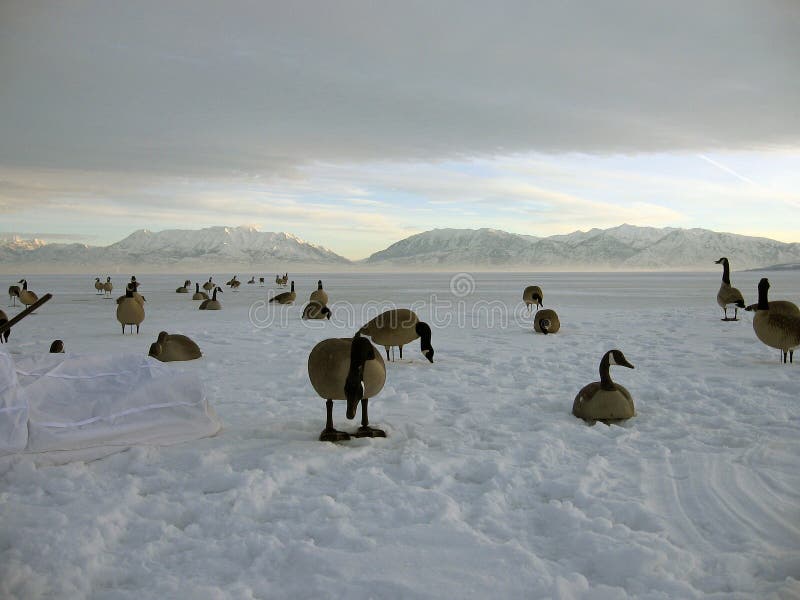 Canada Goose Hunt stock photo. Image of canada, hunt - 22548962