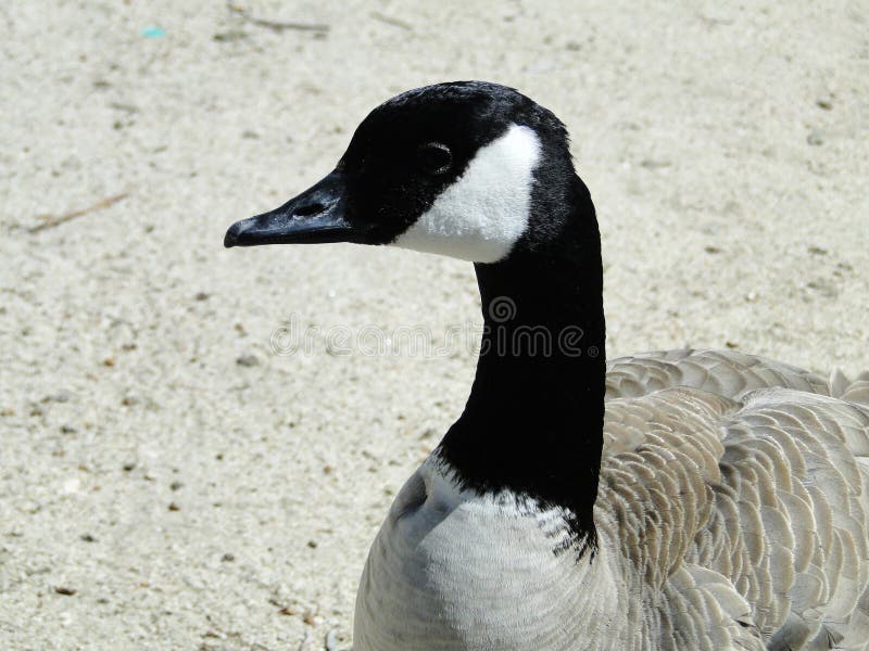 Canada Goose - Idaho stock photo. Image of fowl, waterfowl - 71773078