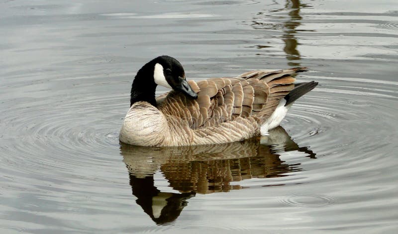 Canadian Goose stock image. Image of american, boise - 40528209
