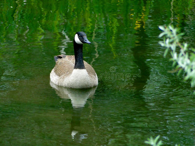 Canadian Goose stock image. Image of american, boise - 40528209