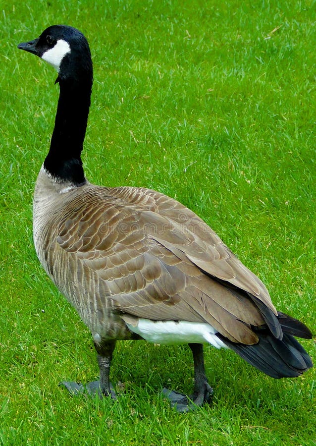 Canada Goose - Idaho stock image. Image of black, america - 71773459