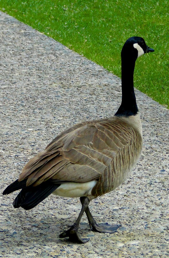 Canada Goose - Idaho stock photo. Image of idaho, waterfowl - 71773468