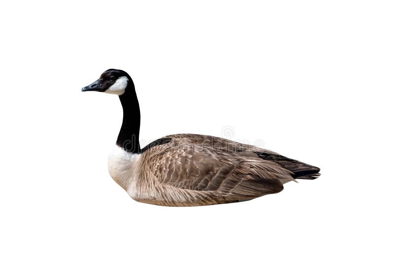 Canada Goose Isolated on White Background Stock Photo - Image of animal ...