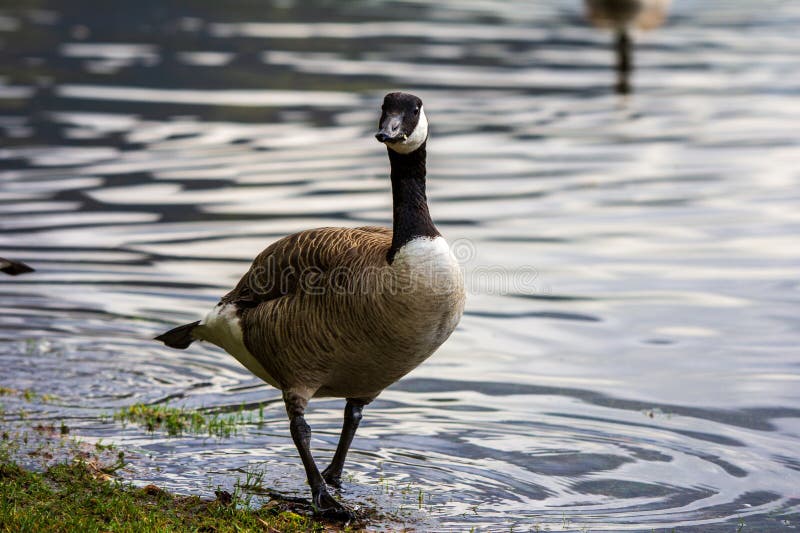 Canada Goose in the Lake stock image. Image of geese - 330114601