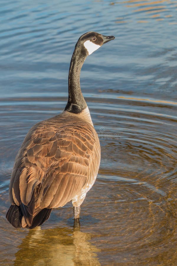 Canada Goose in Lake stock image. Image of nature, canada - 86837415