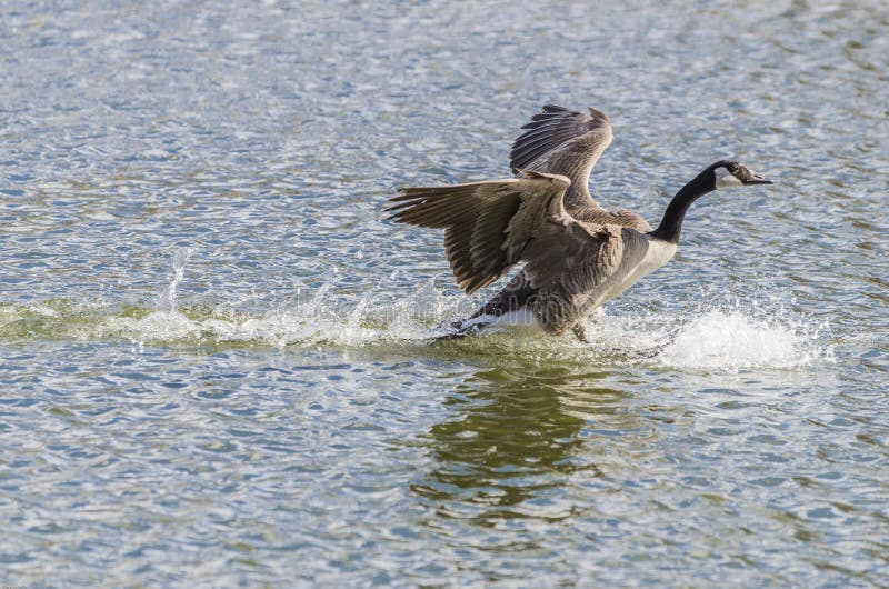 Canada Goose Landing on Water Stock Image - Image of feathers, pond ...