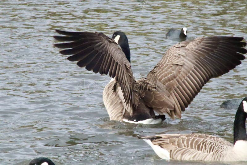 Canada Goose Landing on Water Stock Image - Image of britishwildlife ...