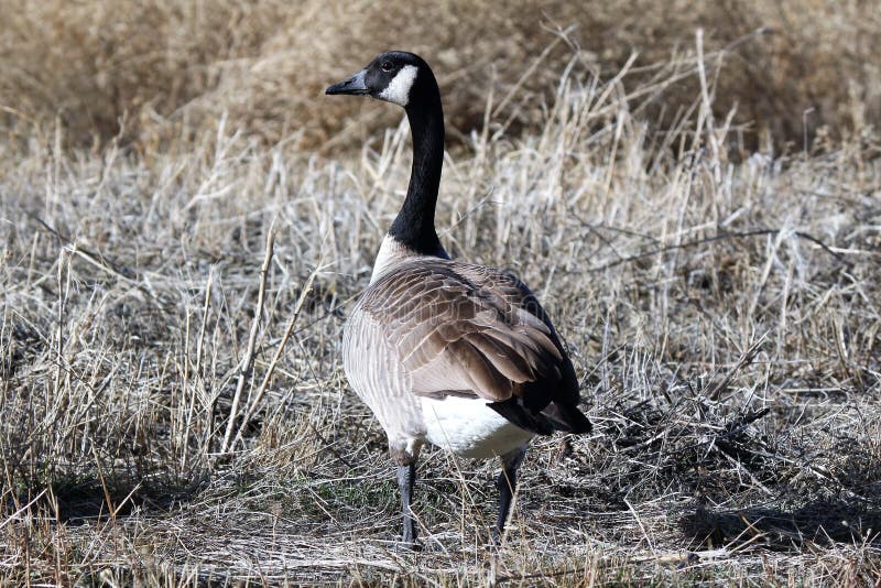 Canada goose stock image. Image of canadian, canada, dried - 93766119