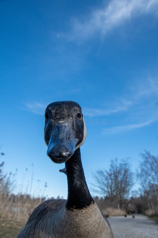 516 Goose Face Looking Stock Photos - Free & Royalty-Free Stock Photos ...