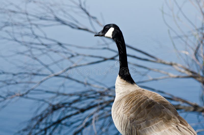 Canada Goose Looking Out Over the Lake Stock Image - Image of bird ...