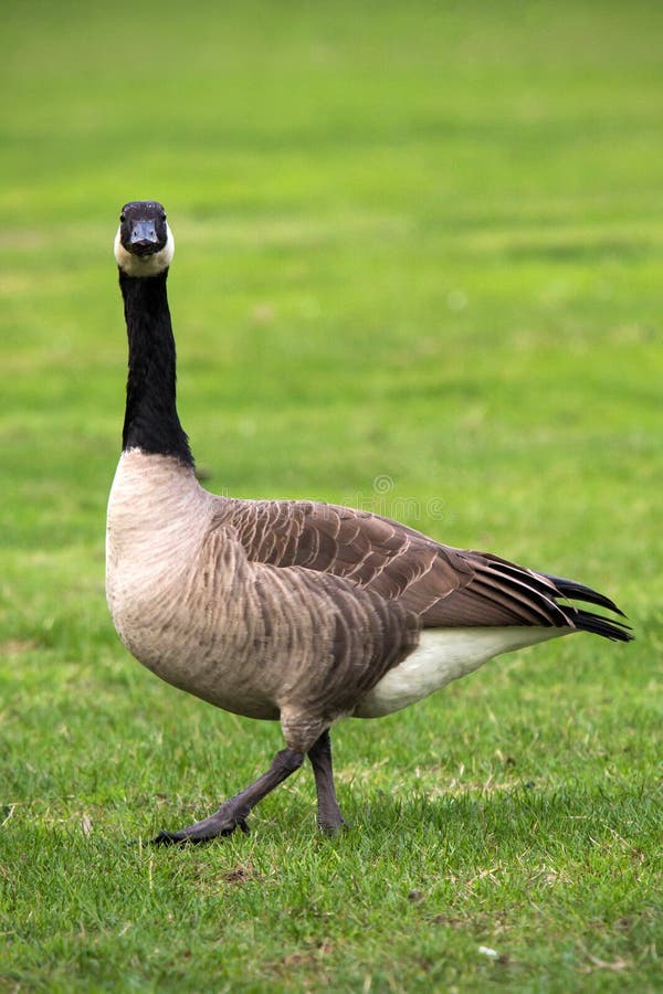 Canada Goose Looking You Stock Photos - Free & Royalty-Free Stock ...