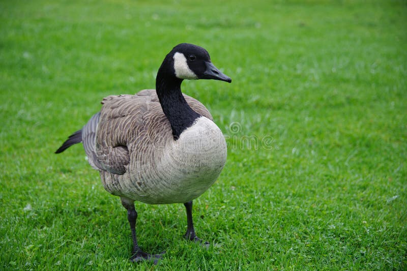 Canada Goose on Green Grass Stock Image - Image of green, goose: 241691249