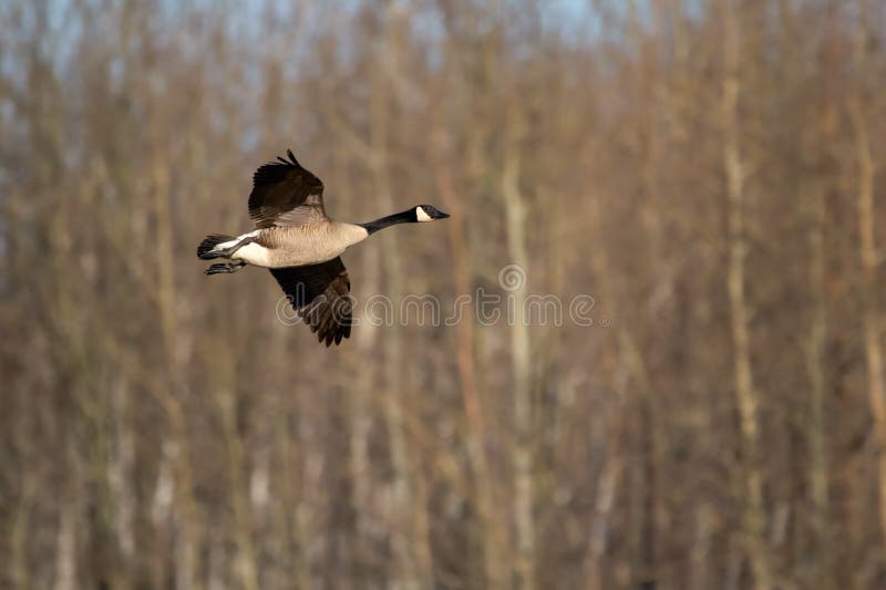 Canada Goose is Migrating in Early Spring Over Bald Trees Stock Photo ... Canada Goose is Migrating in Early Spring Over Bald Trees Stock Photo ...