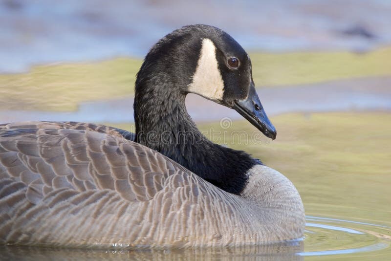 The Canada Goose at Morning Light. Stock Photo - Image of colors ...
