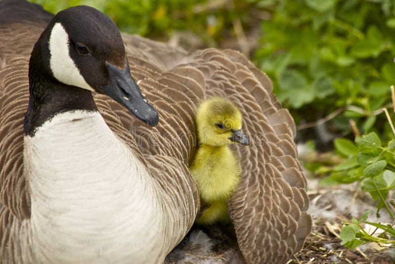 Canada Goose Mother and Gosling Stock Photo - Image of nestling, canada ...