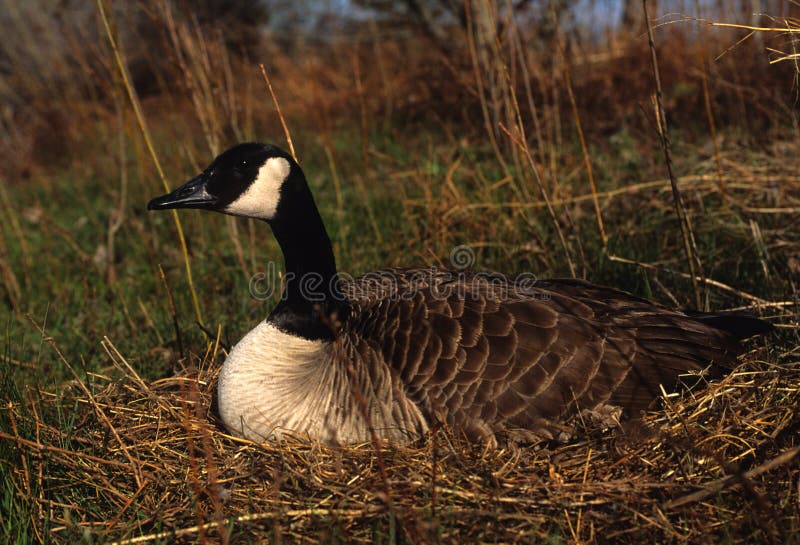 Canada Goose on Nest stock photo. Image of migratory - 12527198