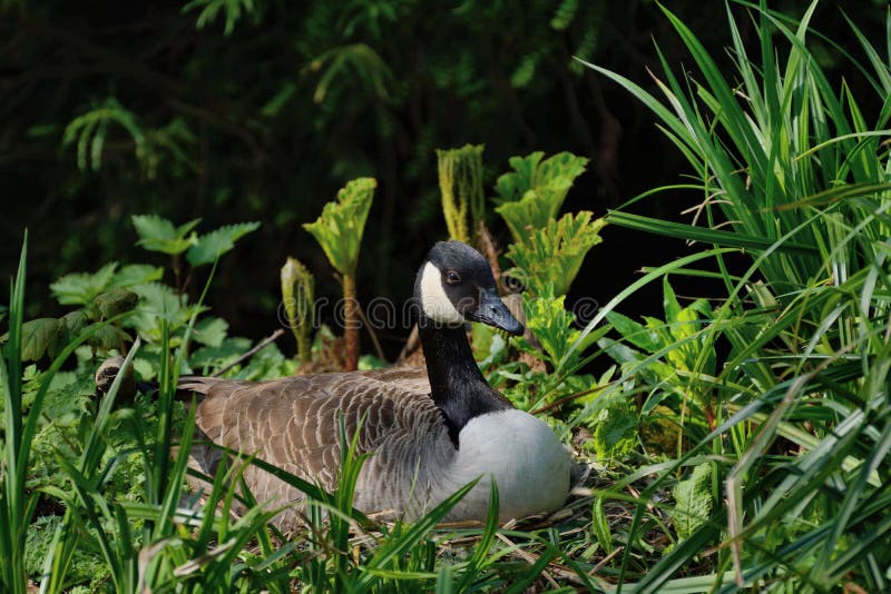 Canada Goose on nest. stock photo. Image of breeding - 90319528