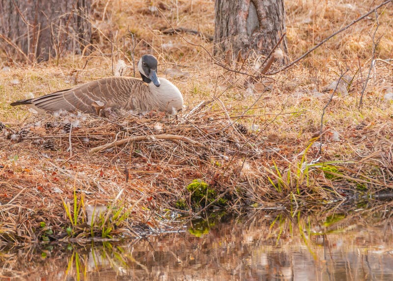 Canada Goose Nest stock photo. Image of bird, wildlife - 39783102