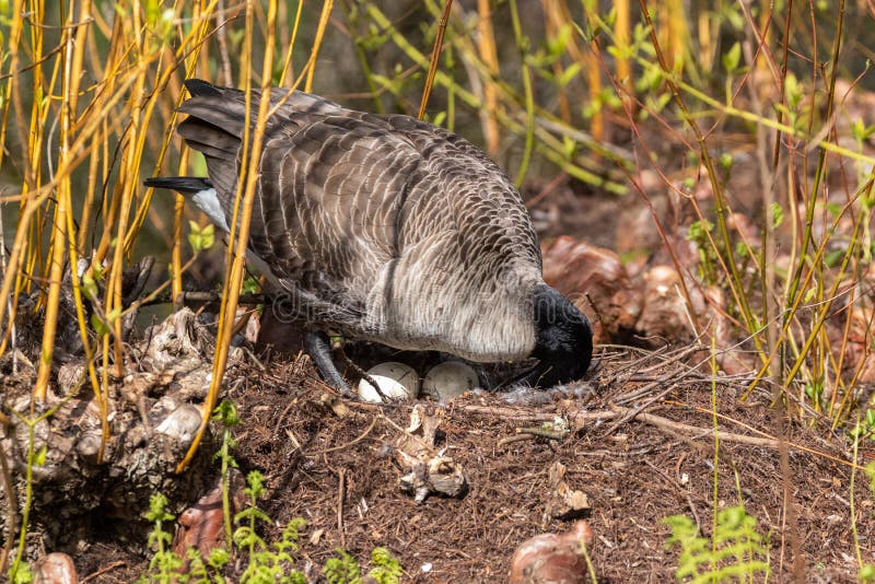 Canada goose nest stock image. Image of vancouver, bird - 245890277