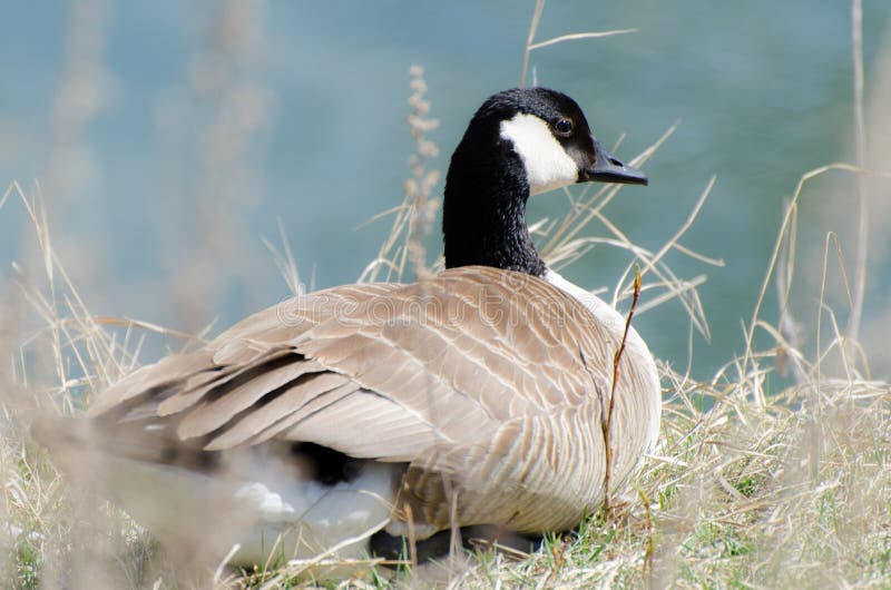 Goose Nesting Inside Hollowed Tree Trunk Stock Photo - Image of babies ...