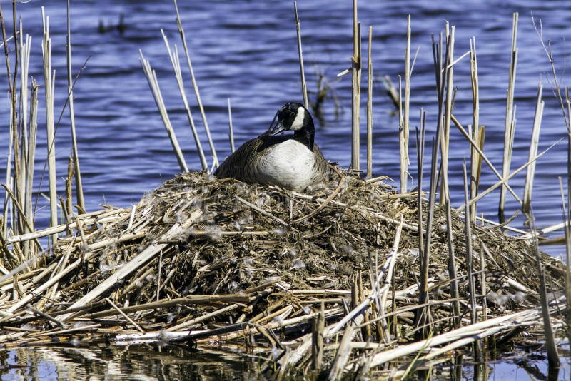 Canada Goose nesting stock image. Image of wildlife, mother - 70466675