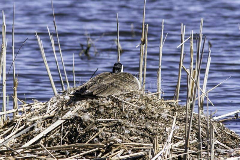 Canada Goose nesting stock photo. Image of nature, canada - 70466702