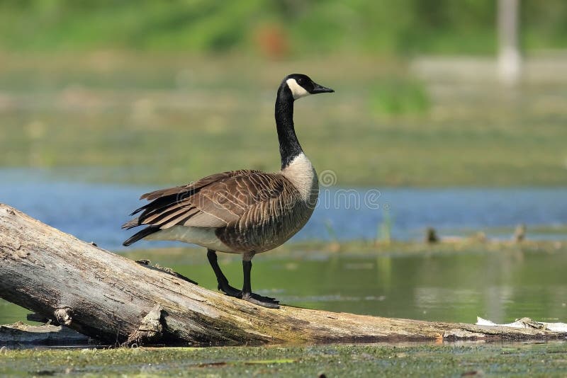 Canada Goose - Ontario, Canada Stock Image - Image of america, ausable ...