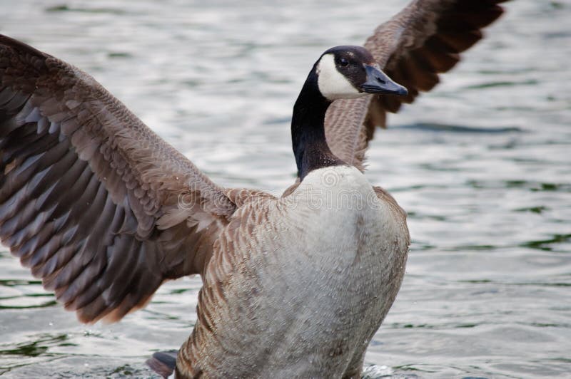 Canada Goose with Open Wings Stock Photo - Image of water, lake: 67404394