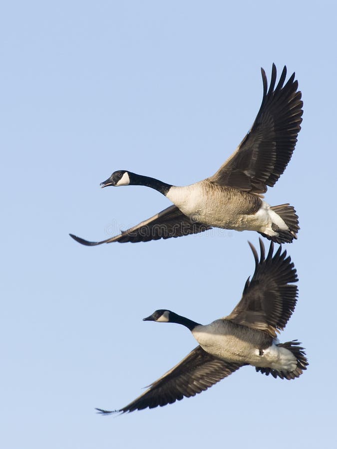 Canada Goose Pair stock photo. Image of flight, canadian - 24763042
