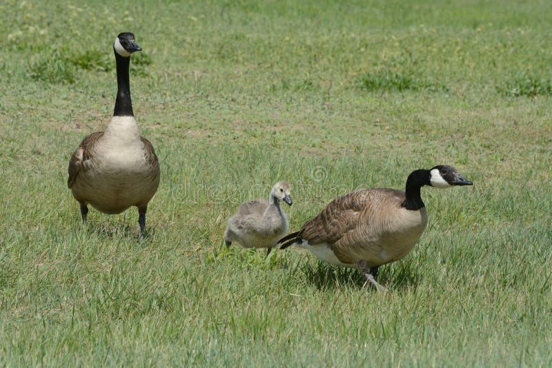 335 Canada Goose Parents Gosling Stock Photos - Free & Royalty-Free ...