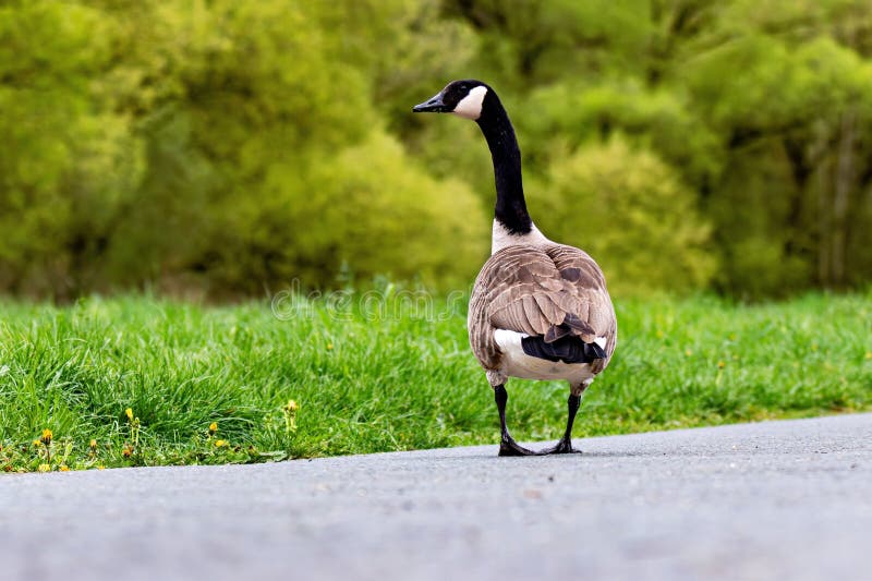 Canada Goose Path Lush Greenery Stock Photos - Free & Royalty-Free ...