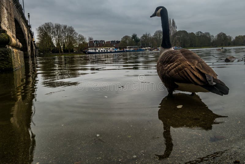 A Canada Goose the Path of the River Thames Stock Photo - Image of ...