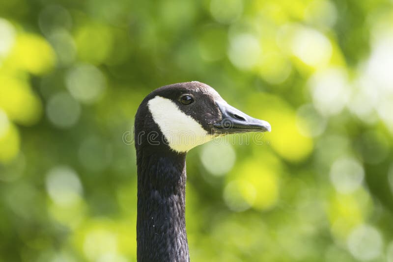 Canada goose portrait stock image. Image of wildlife - 42309407
