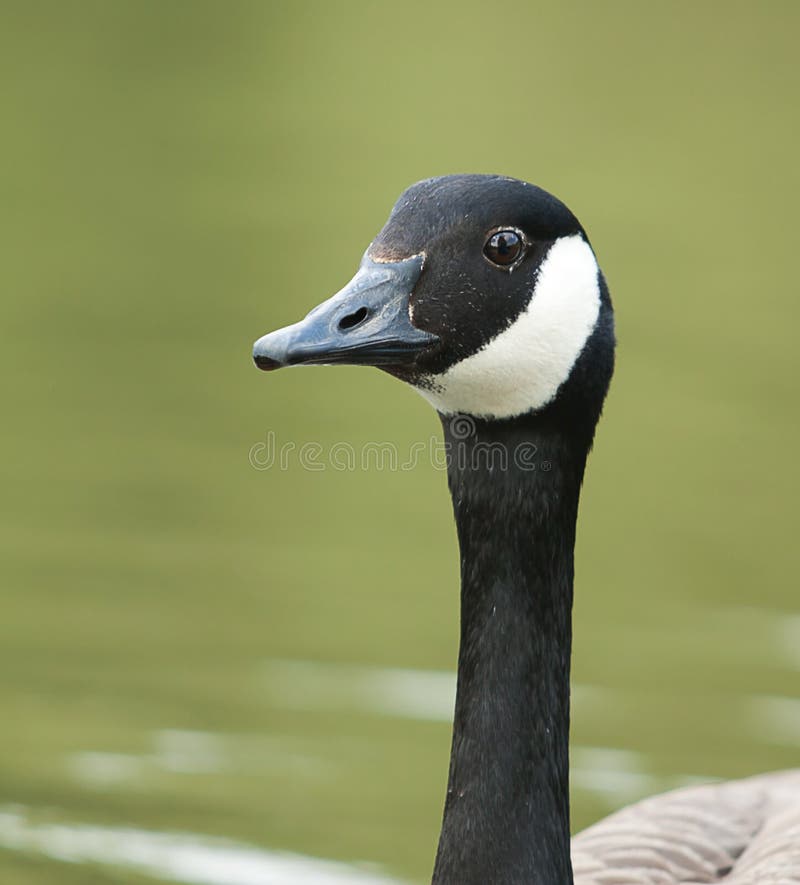 Canada goose portrait stock photo. Image of water, nature - 78265378