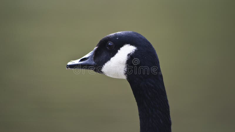 David Lewis (Davebris33) - Photographer profile