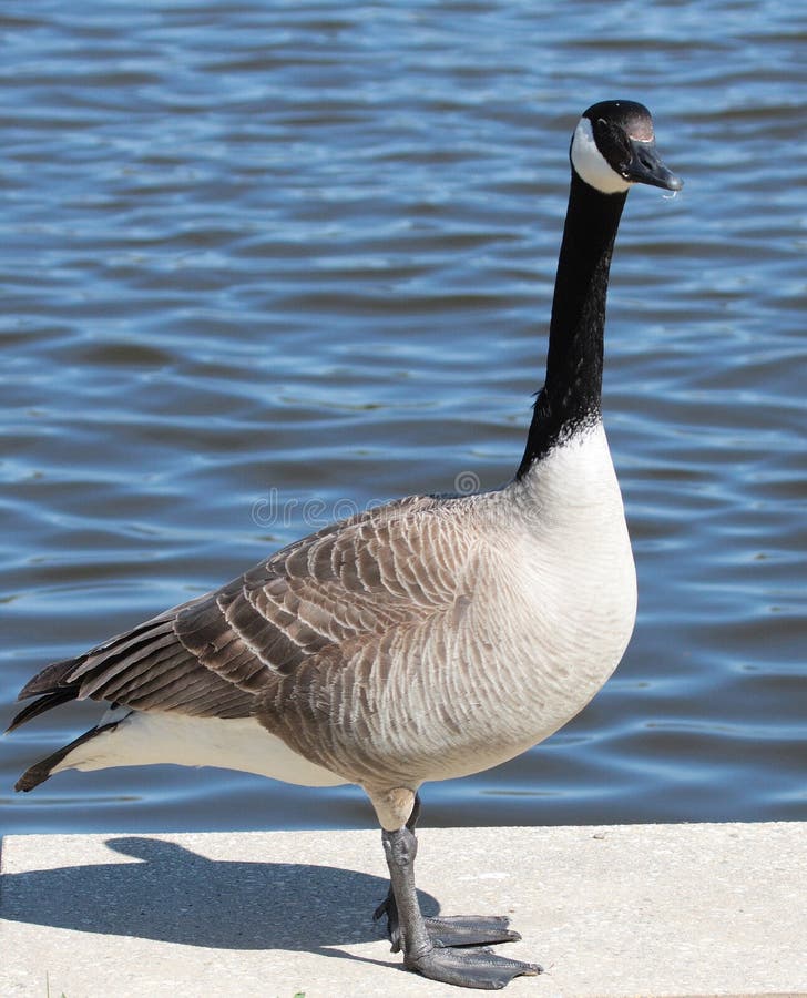 Canada Goose stock photo. Image of fowl, neck, camera - 71593832