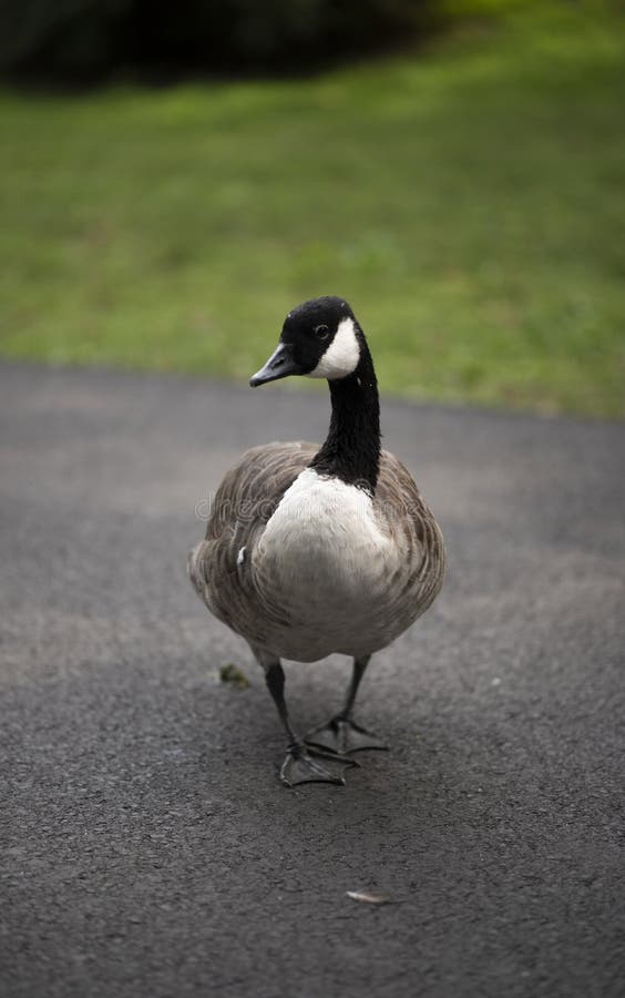 Canada Goose Posing for the Camera Stock Image - Image of cute, canada ...
