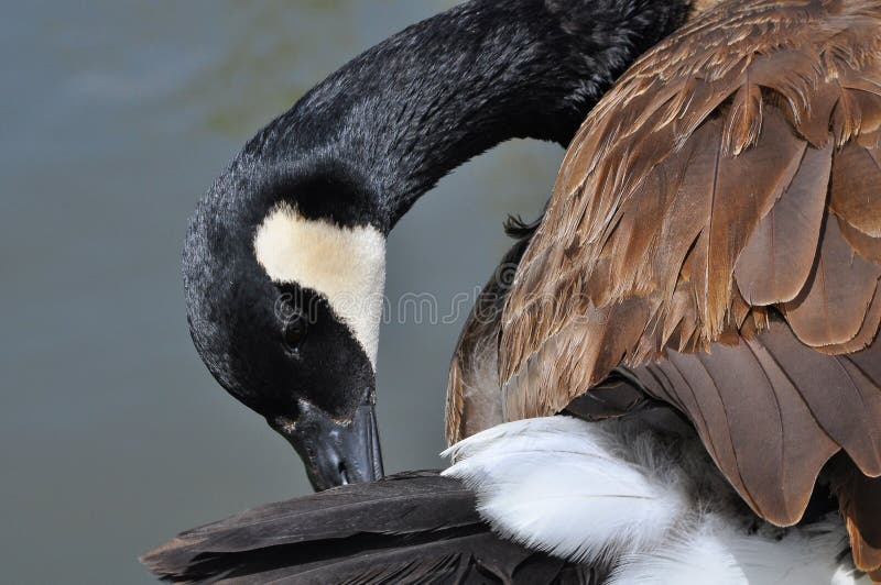 Canada Goose preening stock photo. Image of feathers - 54913472