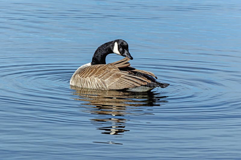 Canada Goose Preening on Lake Stock Photo - Image of goose, canadian ...